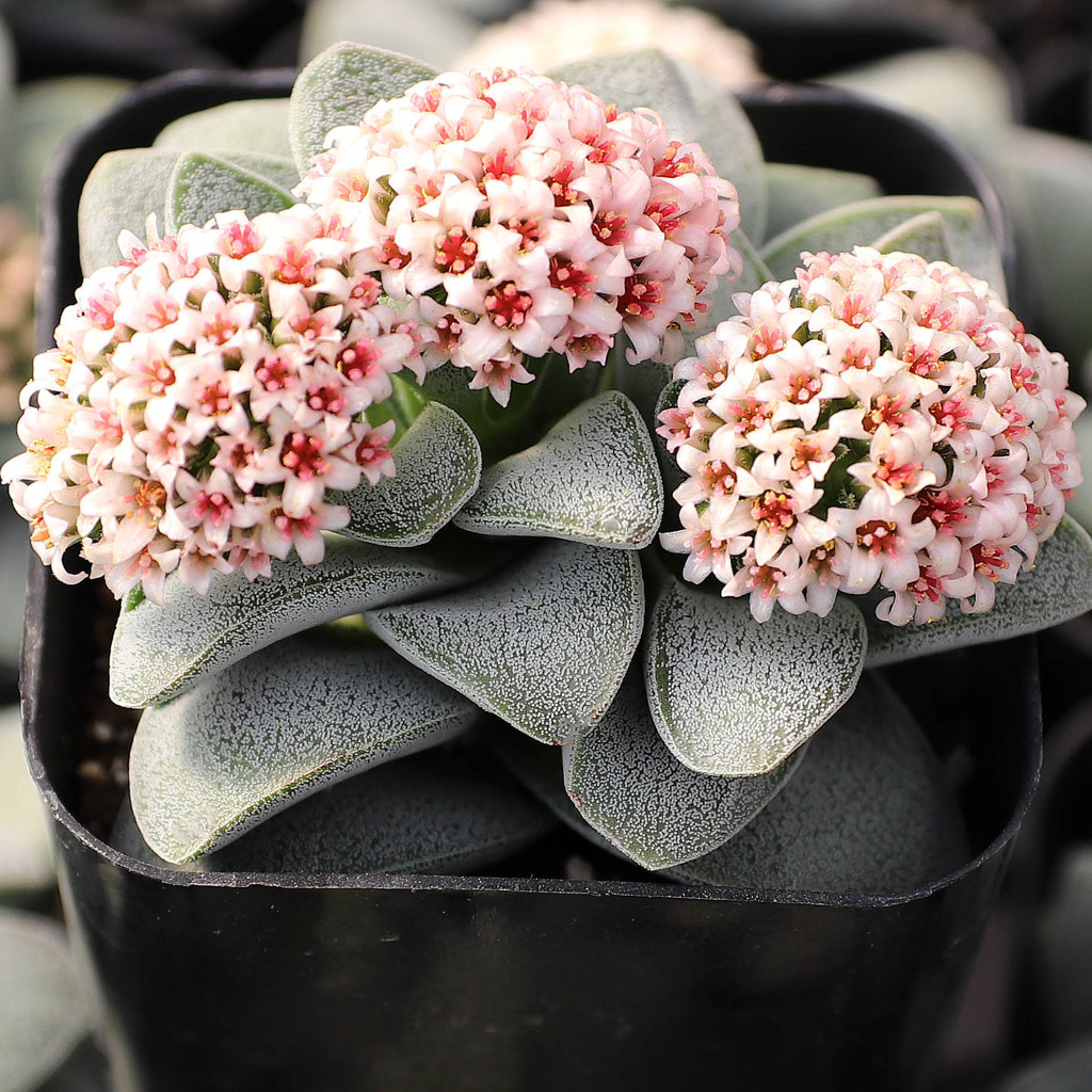 Crassula | Jade Succulents | Crassula Succulents