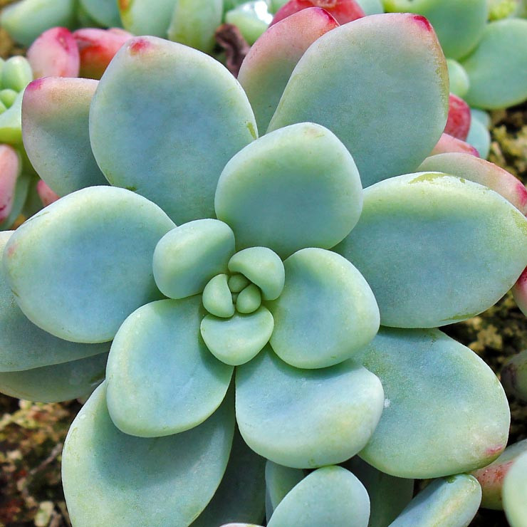 Hanging & Trailing Succulents | Mountain Crest Gardens®