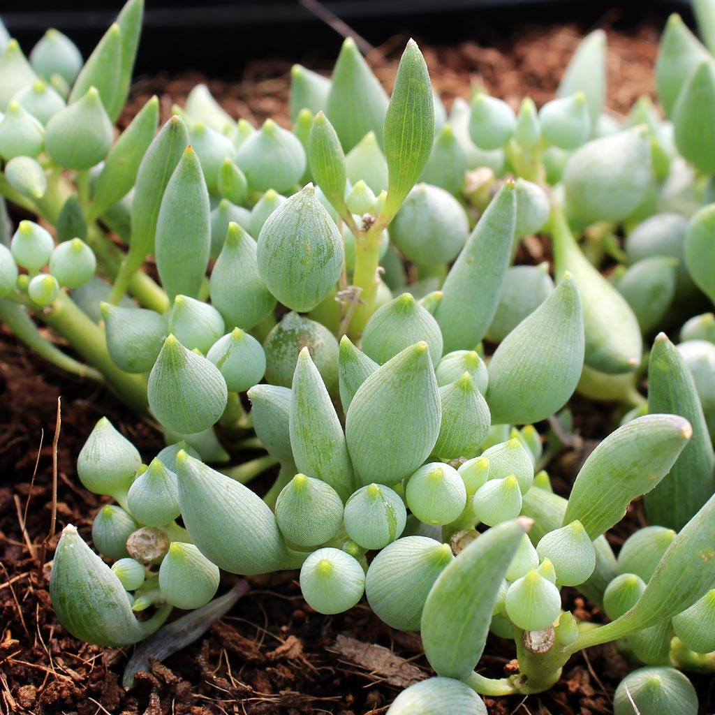 Senecio for sale online | Mountain Crest Gardens®