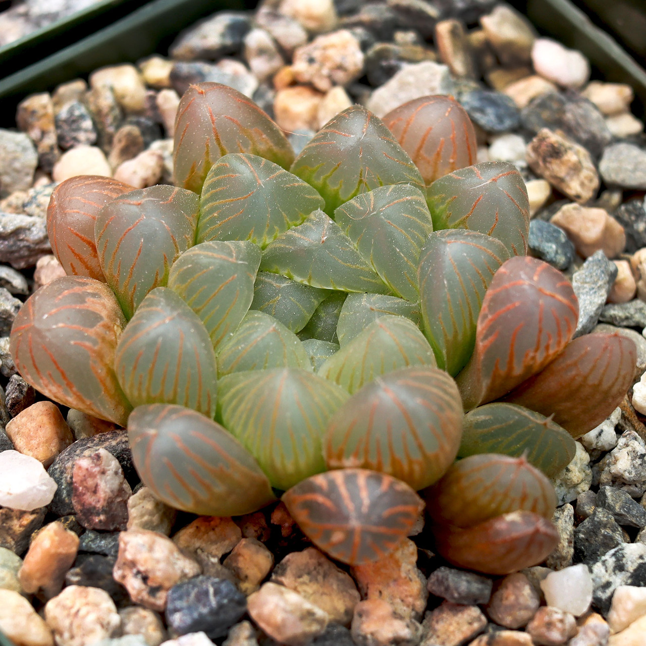 Mini Succulent Plants | Mountain Crest Gardens™