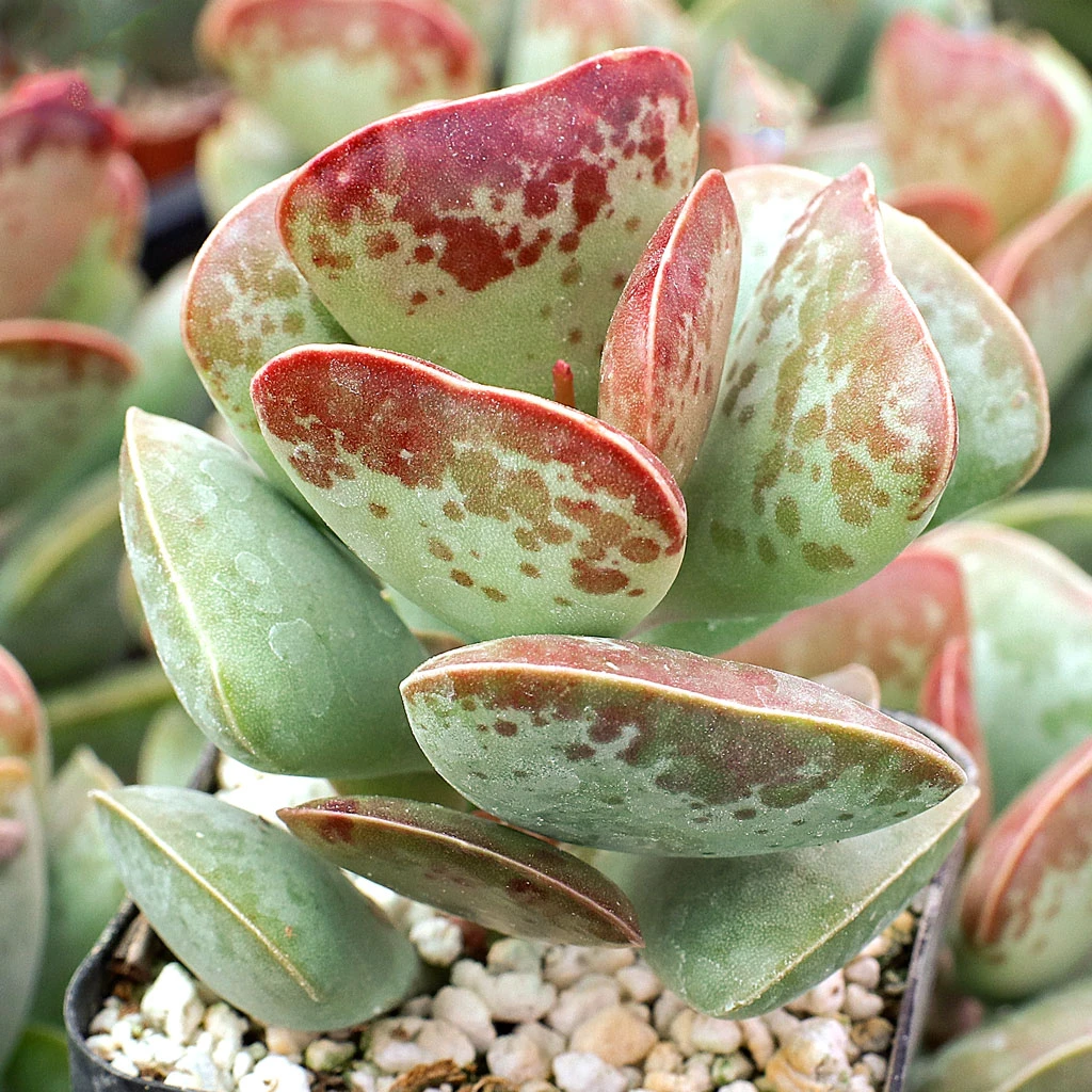 Rare & Unique Succulents for Sale | Mountain Crest Gardens®