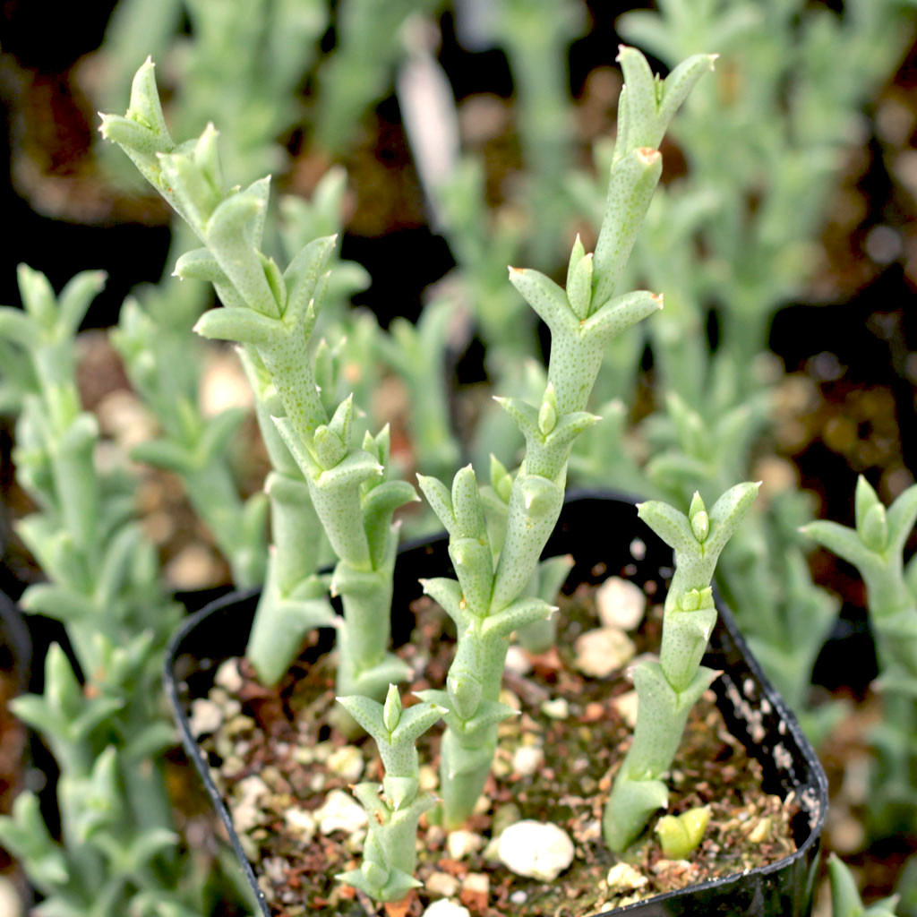 Mesembs (Mimicry Plants) | Mountain Crest Gardens®