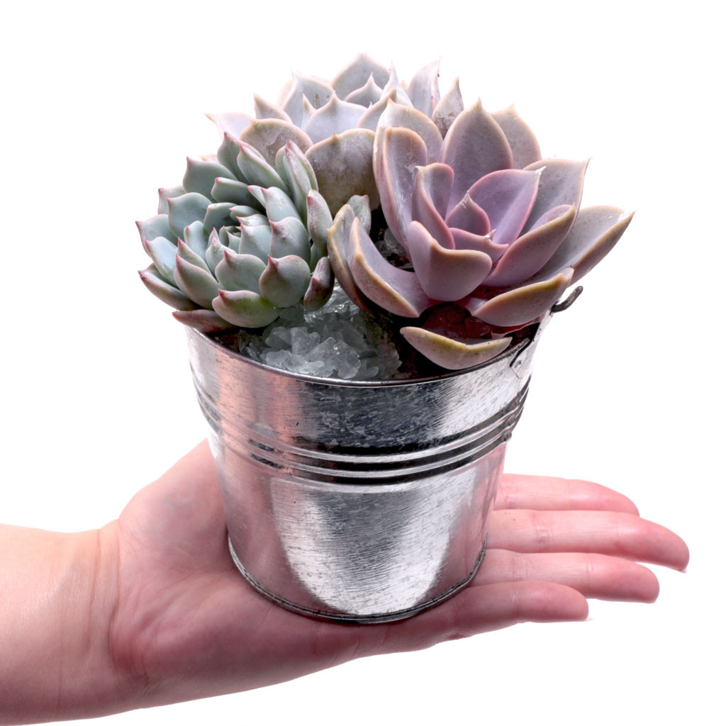 Pots & Accessories | Mountain Crest Gardens®