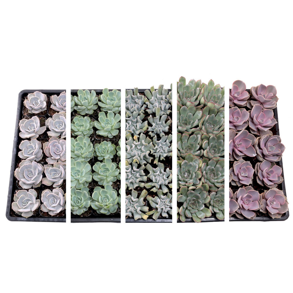 Wholesale Rosette Succulents For Sale Online | MCG™