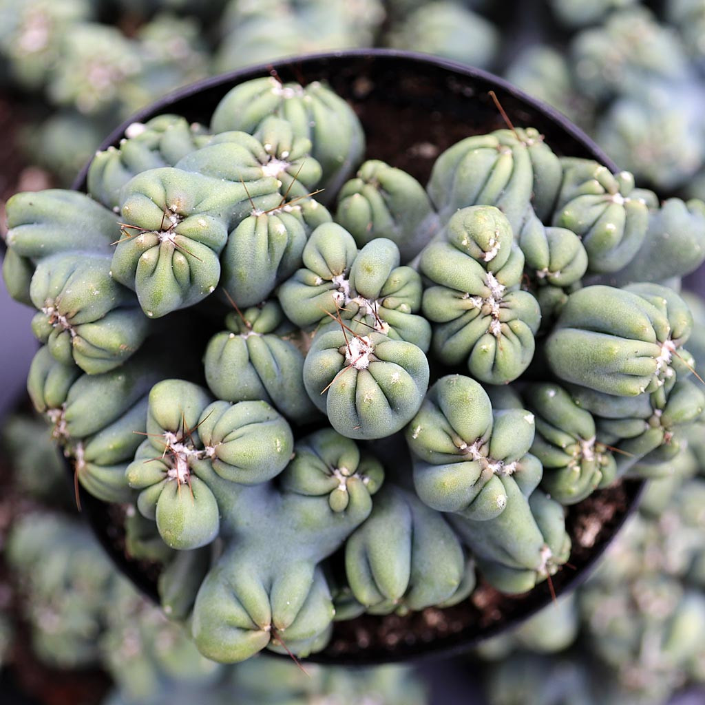 Cactus Varieties | Mountain Crest Gardens®