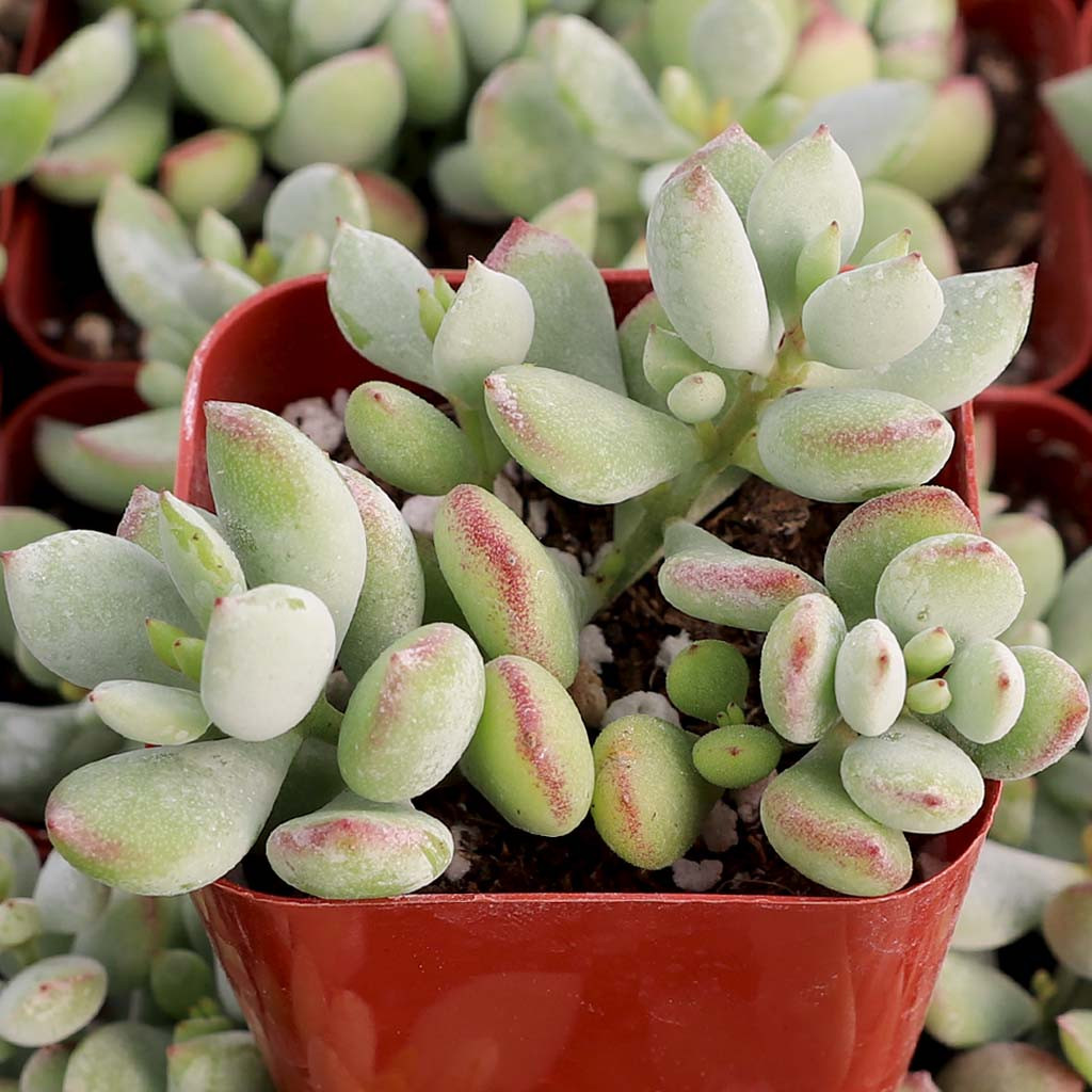 Fuzzy, Velvety Succulents | Mountain Crest Gardens®