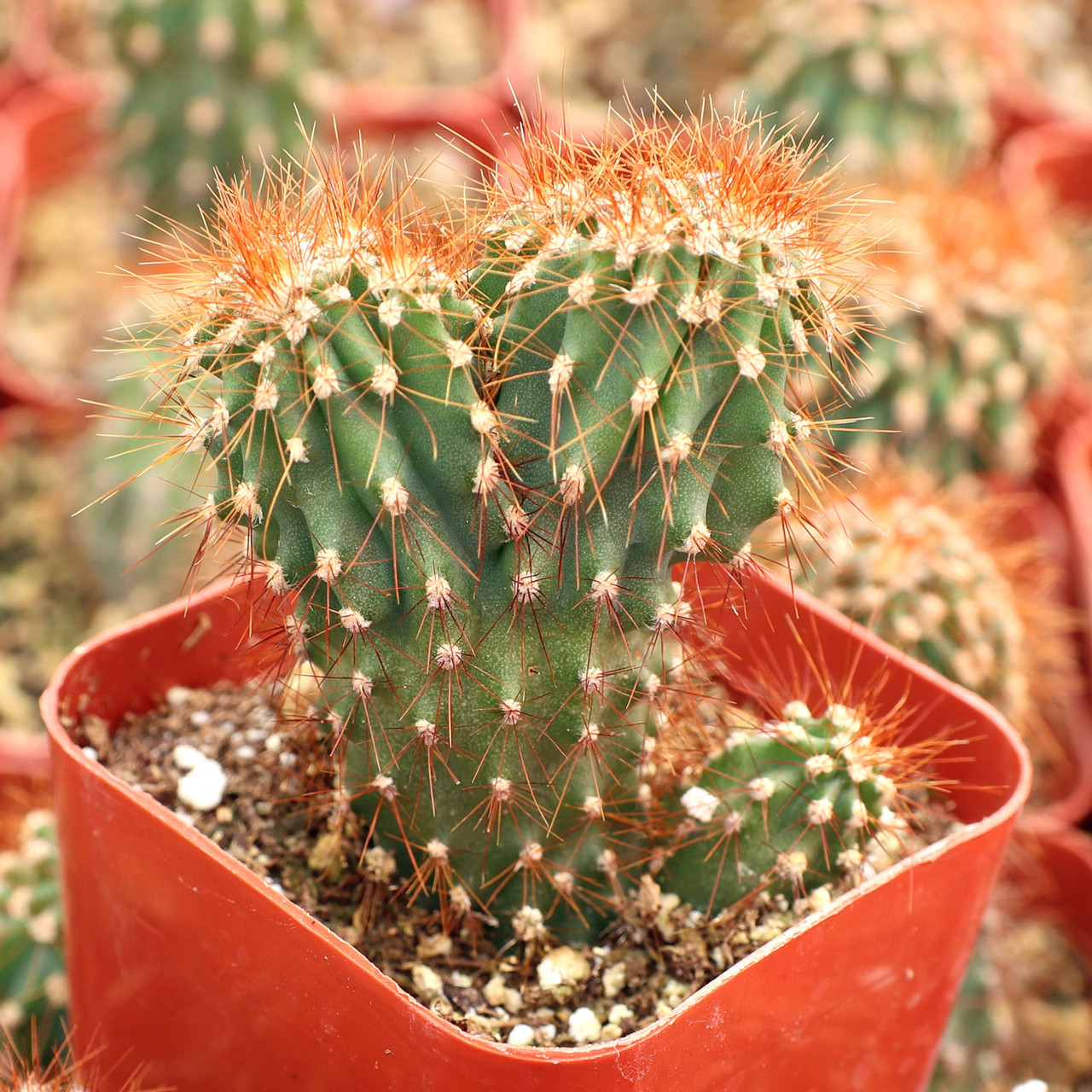 Explore All Succulent Products | Mountain Crest Gardens® - Page 9