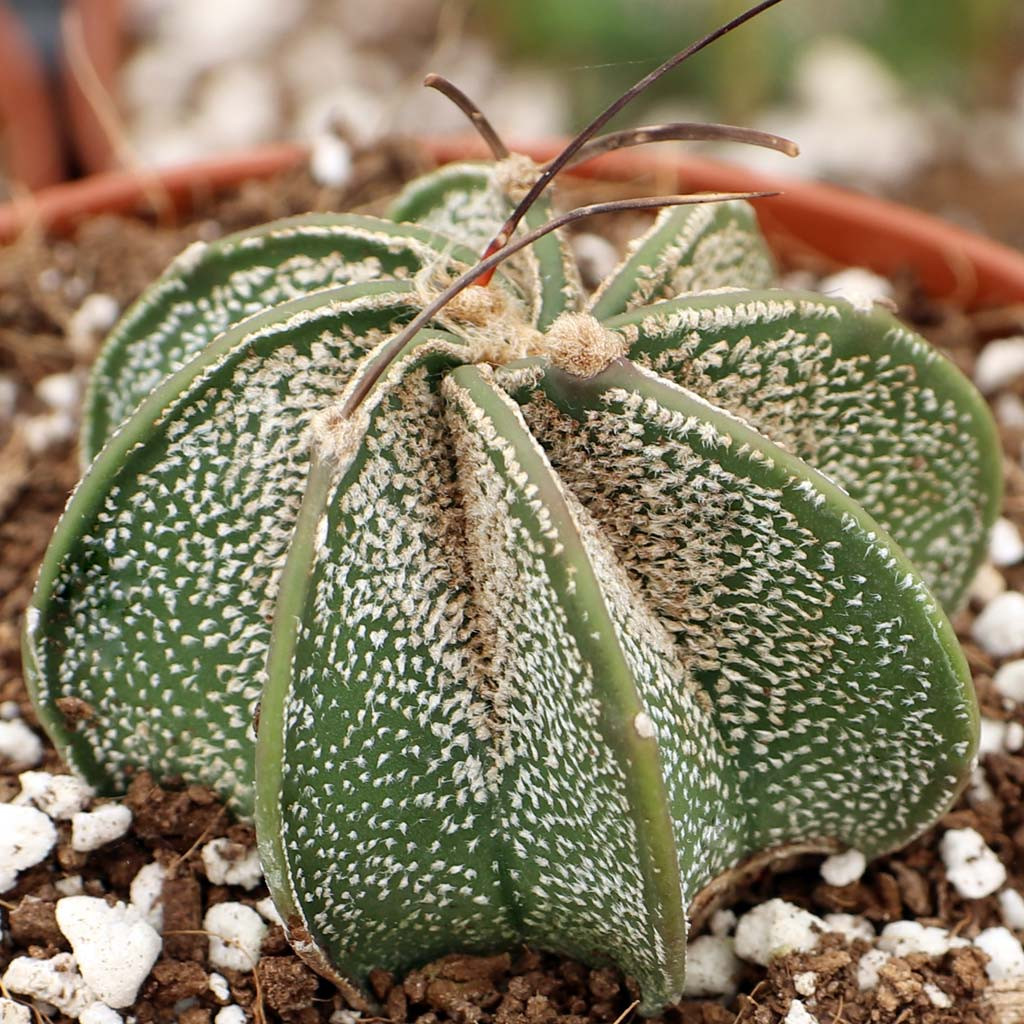 Cactus | Cactus Types | Buy Cactus Online