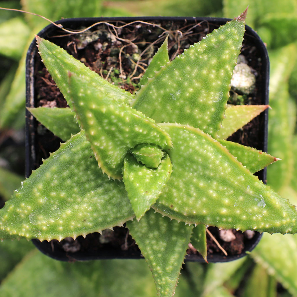 Gasteraloe Succulents | Mountain Crest Gardens®