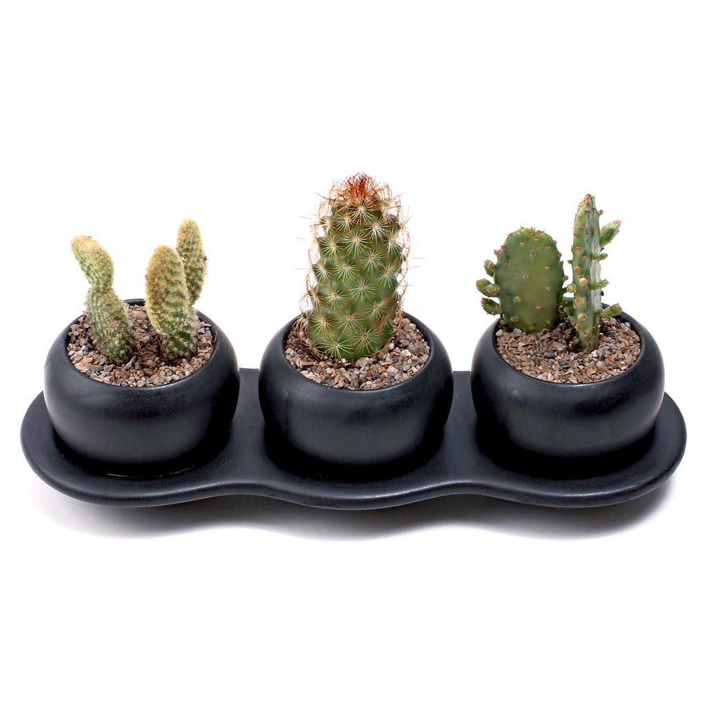 Pots for Succulents | Mountain Crest Gardens®