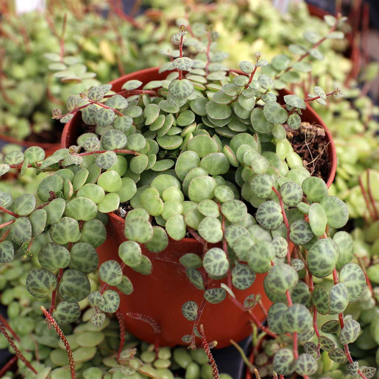Hanging & Trailing Succulents | Mountain Crest Gardens®