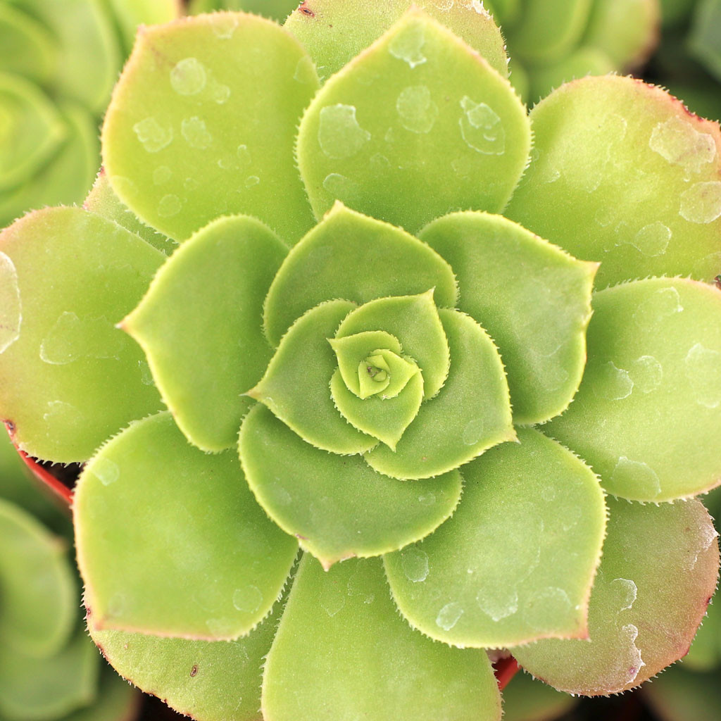 Aeonium for Sale Online | Mountain Crest Gardens®