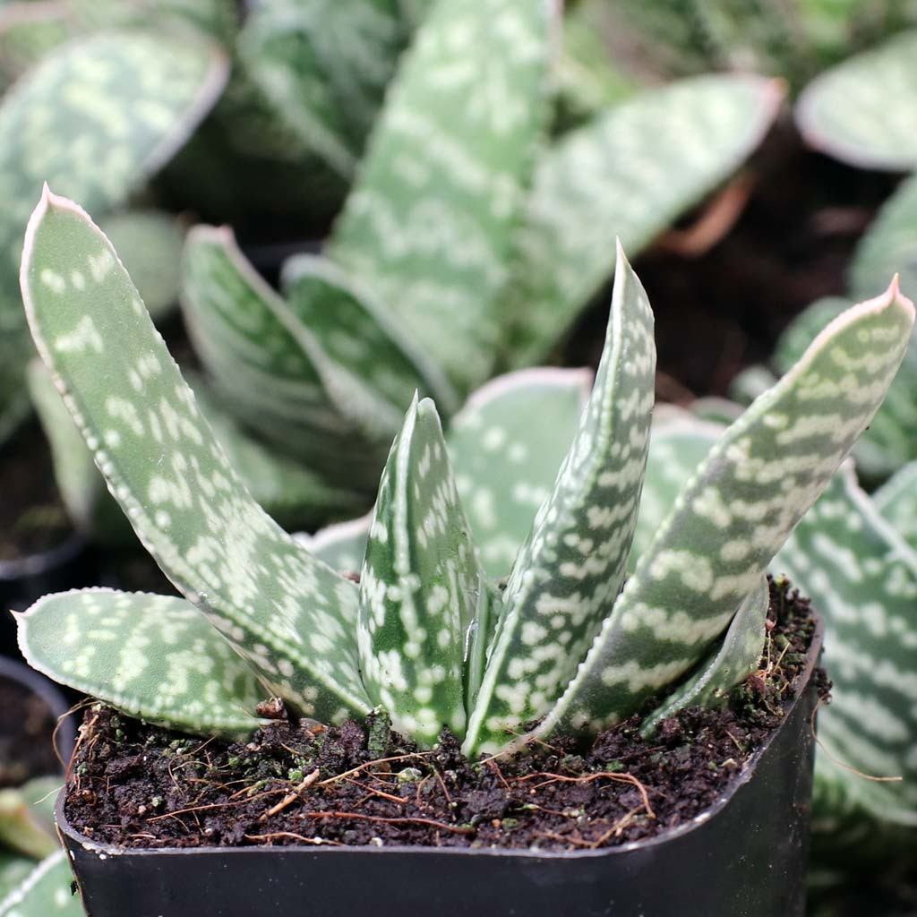 Gasteria for Sale Online | Mountain Crest Gardens®