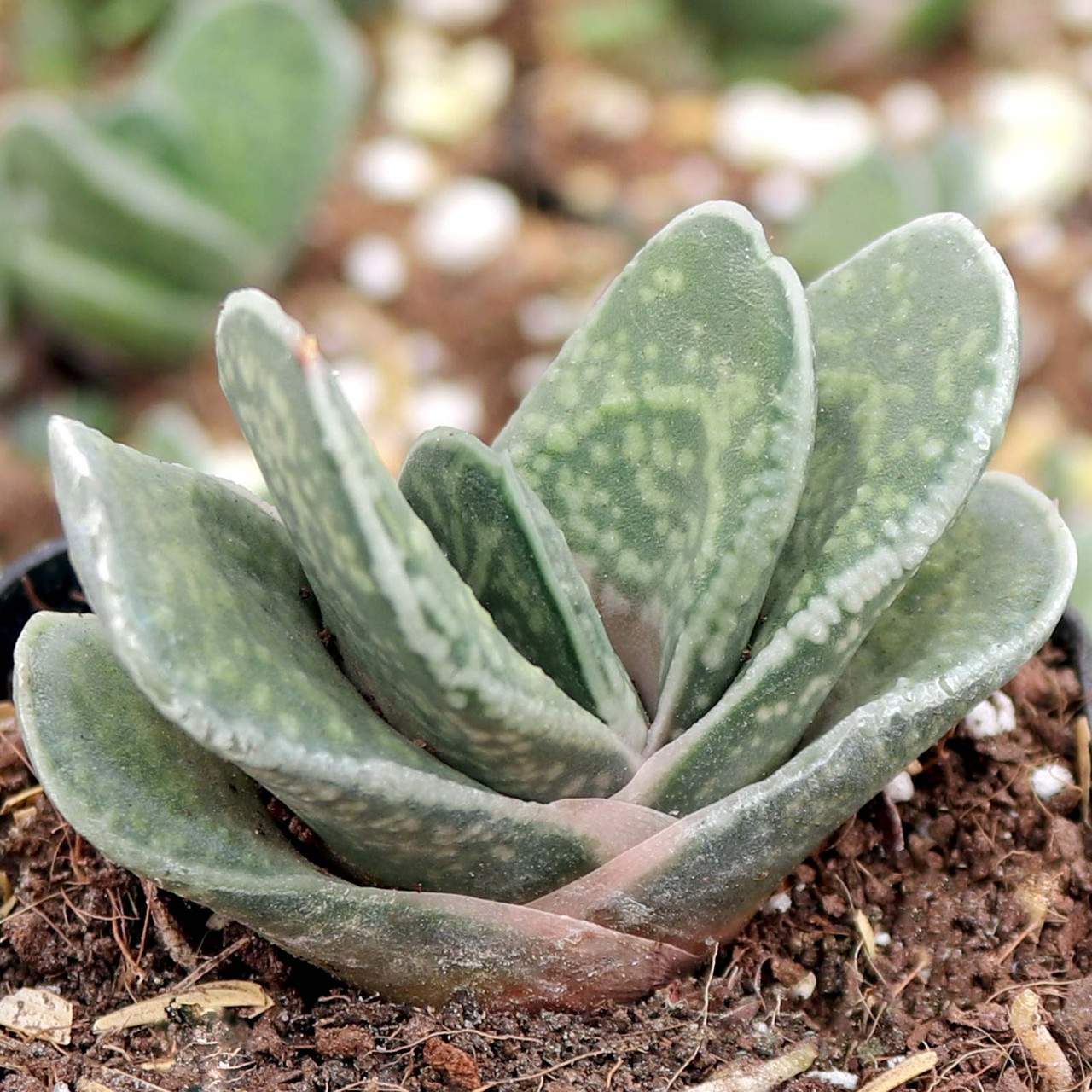 Gasteria for Sale Online | Mountain Crest Gardens®