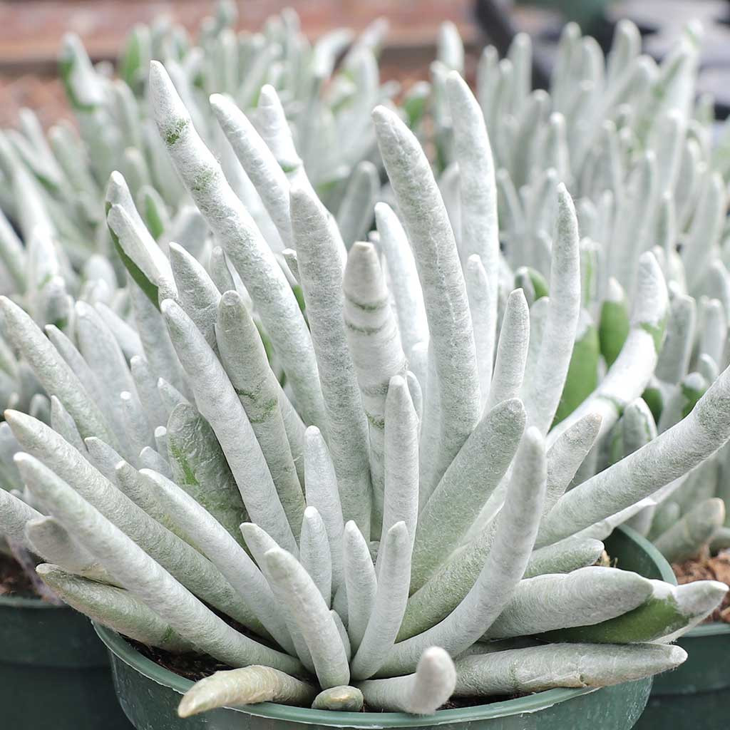 White & Silver Succulents | Mountain Crest Gardens®