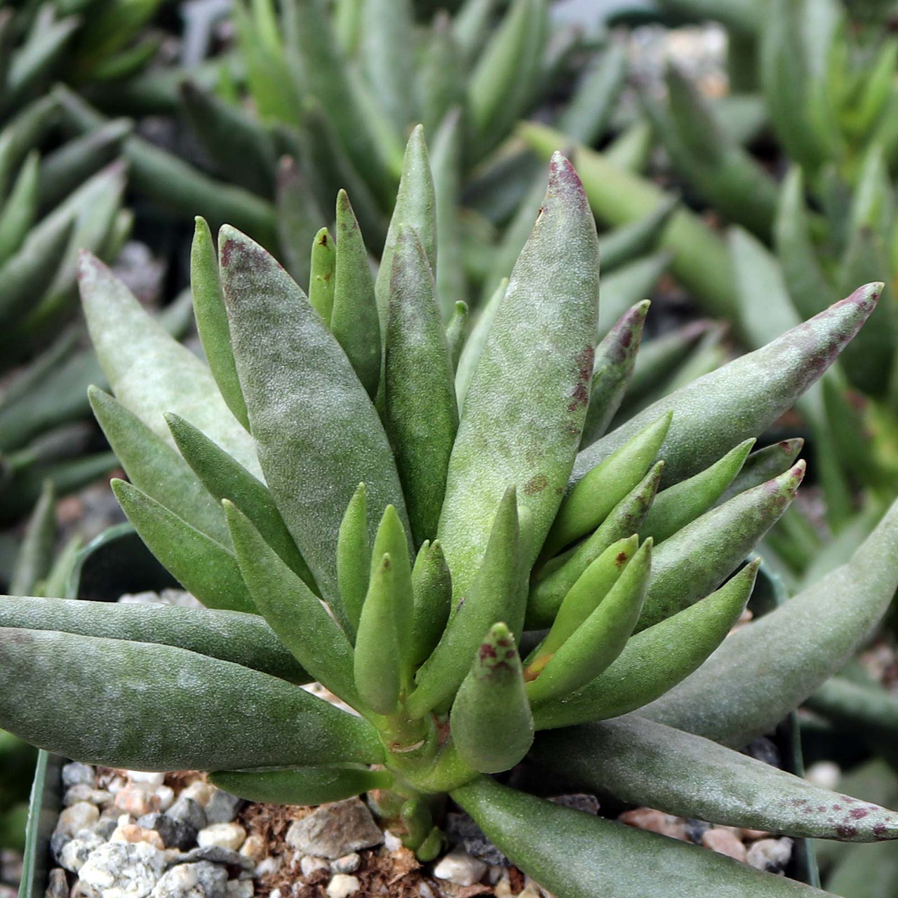 Adromischus Succulents | Mountain Crest Gardens®