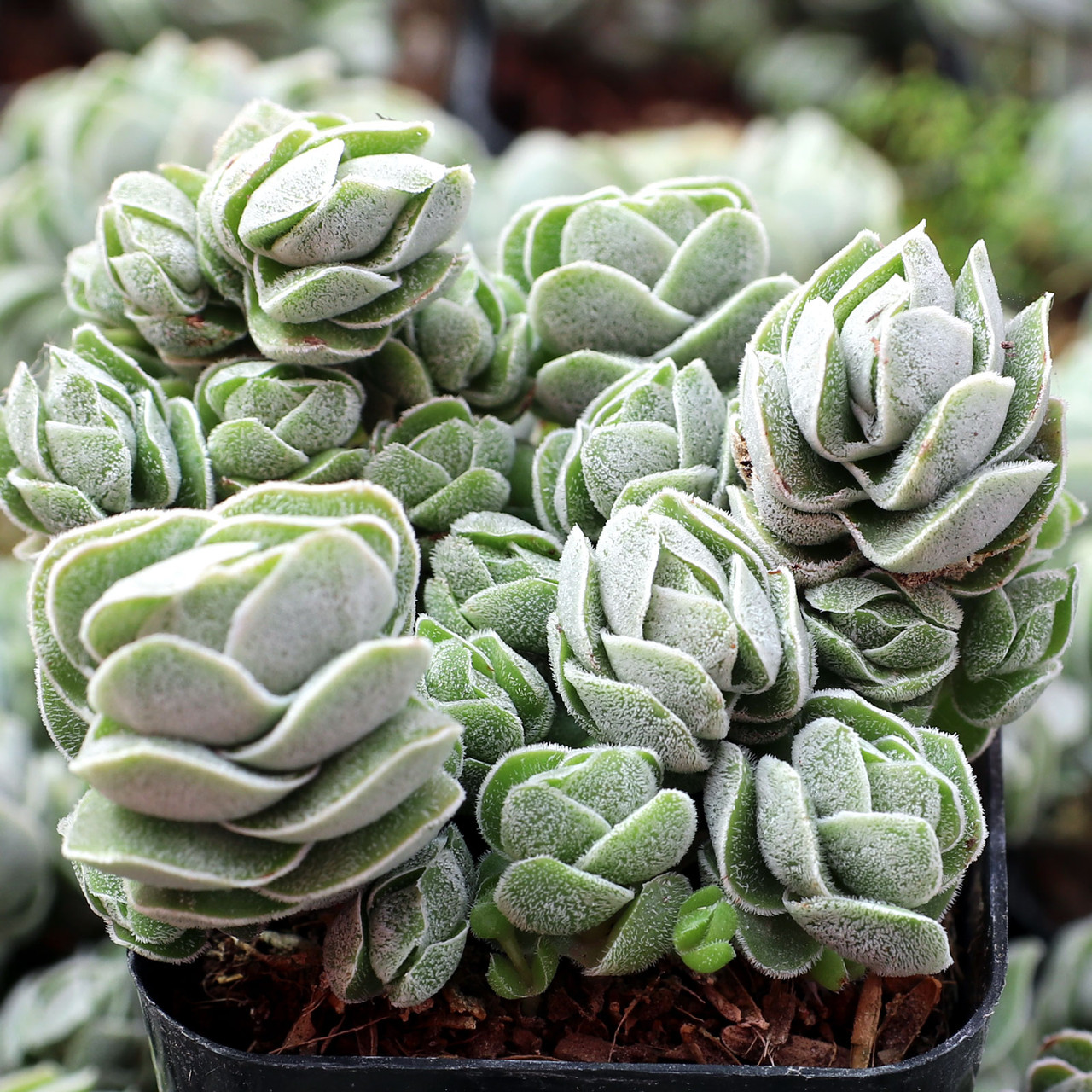Rare & Unique Succulents for Sale | Mountain Crest Gardens®