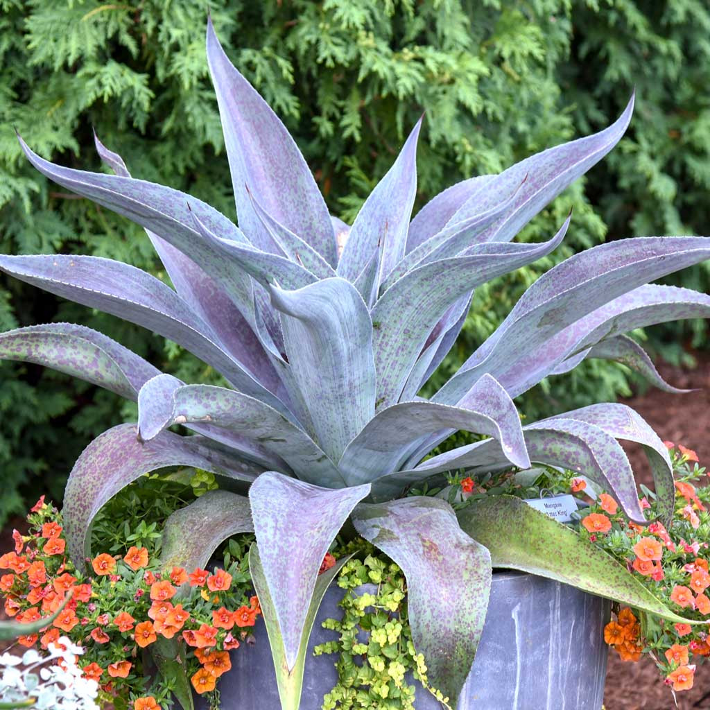 Agave for Sale Online | Mountain Crest Gardens®