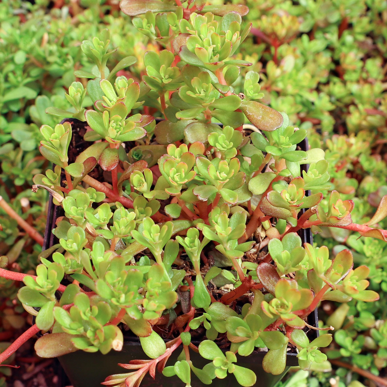 Sedum for Sale | Stonecrop | Ground Cover Stonecrop
