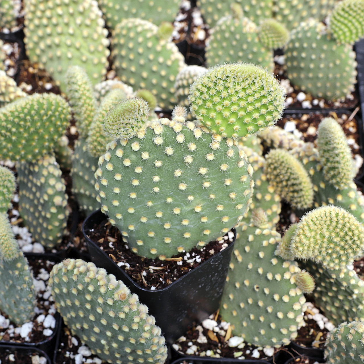 Prickly Pear Cactus (Opuntia) | Mountain Crest Gardens®