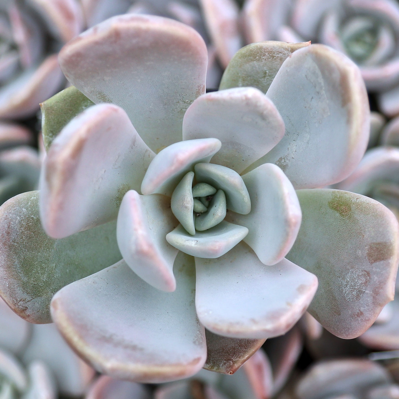 Graptoveria Succulents | Mountain Crest Gardens®