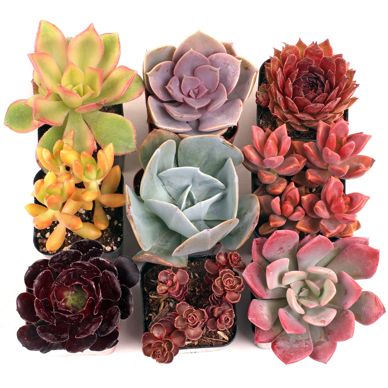 Currently Colorful Succulents | Mountain Crest Gardens®