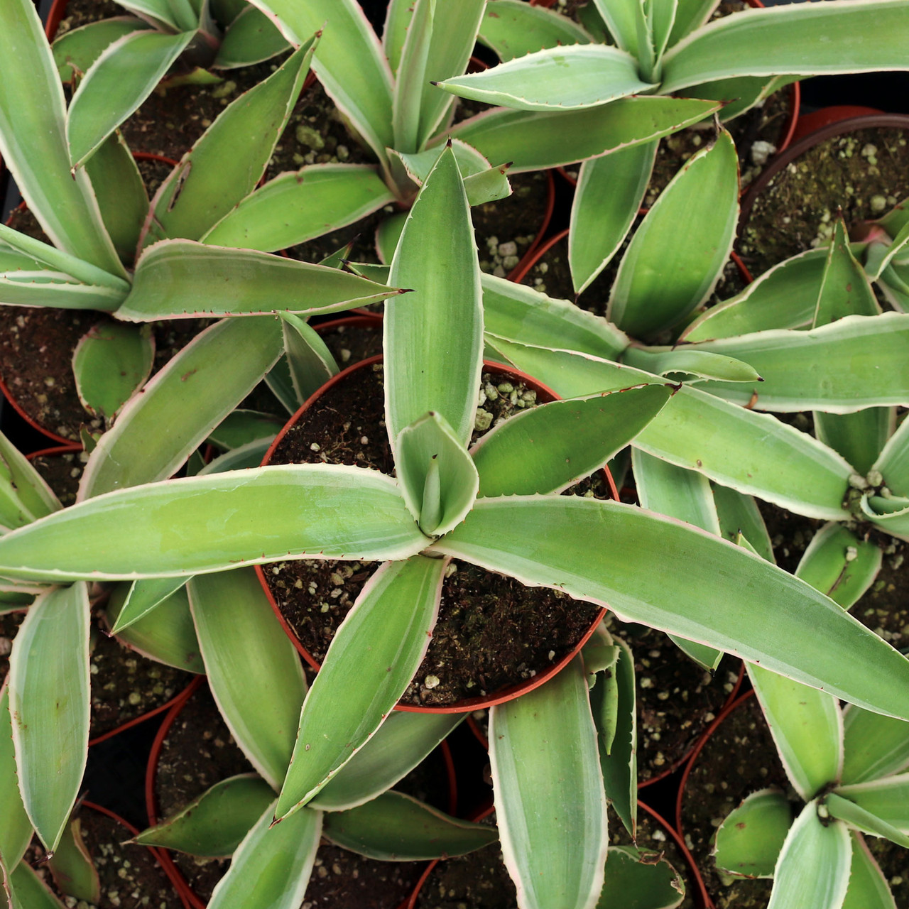 Agave for Sale Online | Mountain Crest Gardens®