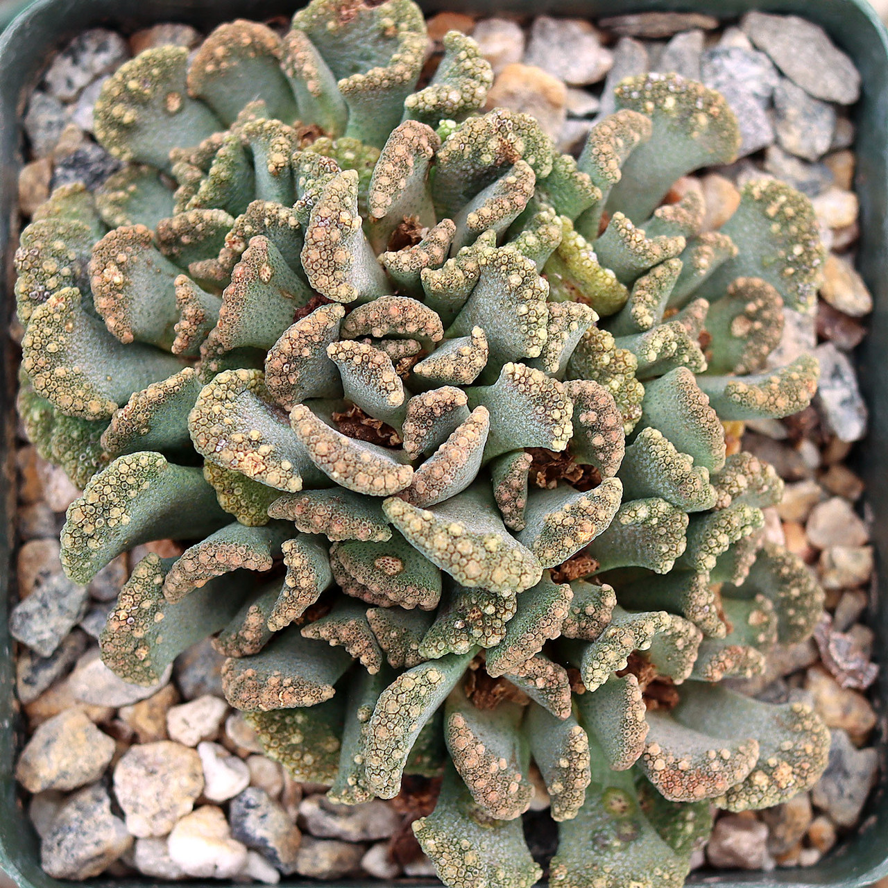 Mesembs (Mimicry Plants) | Mountain Crest Gardens®