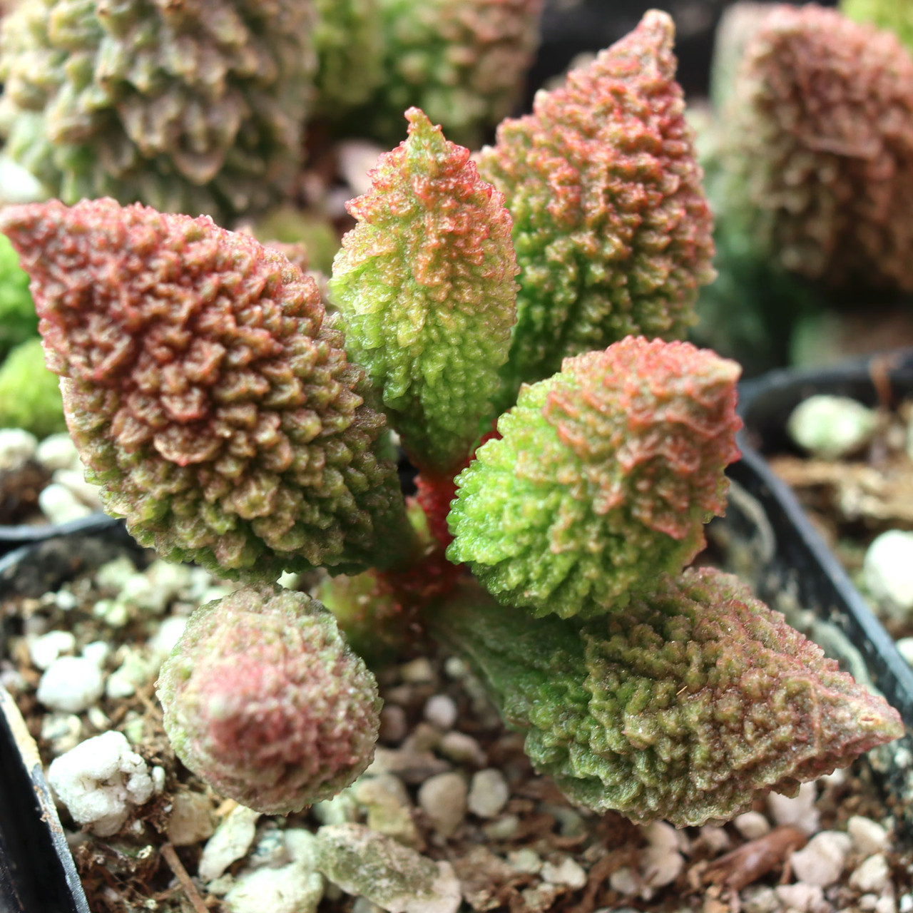 Rare & Unique Succulents for Sale | Mountain Crest Gardens®