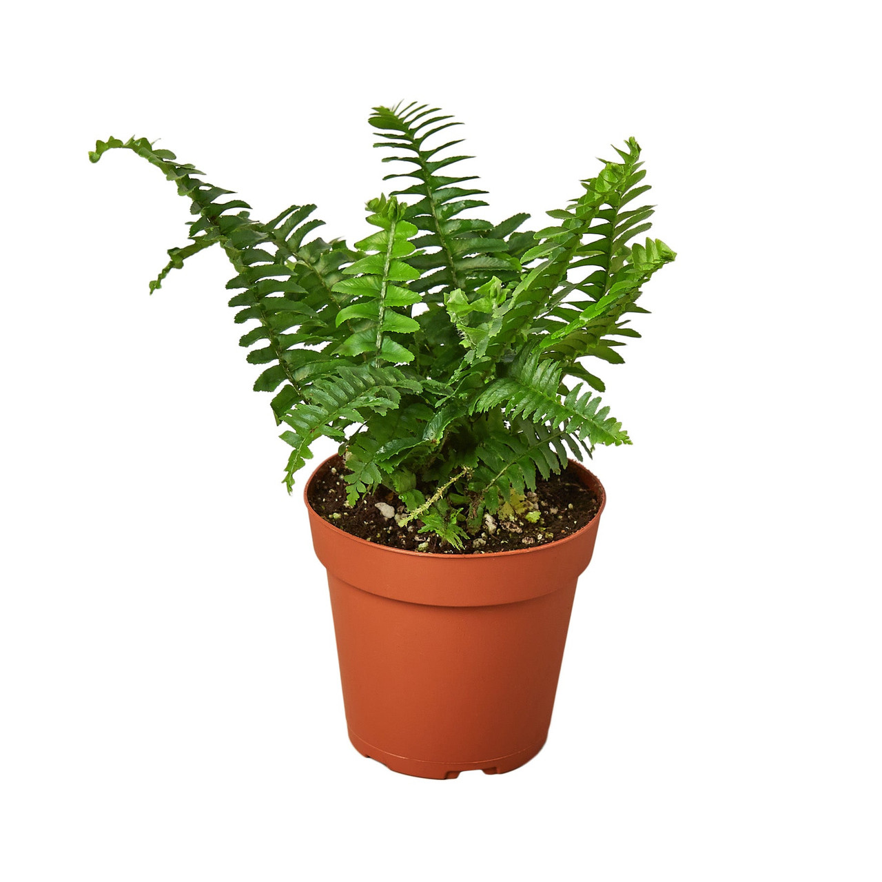 Houseplants - Types of Houseplants - Ferns - Mountain Crest Gardens