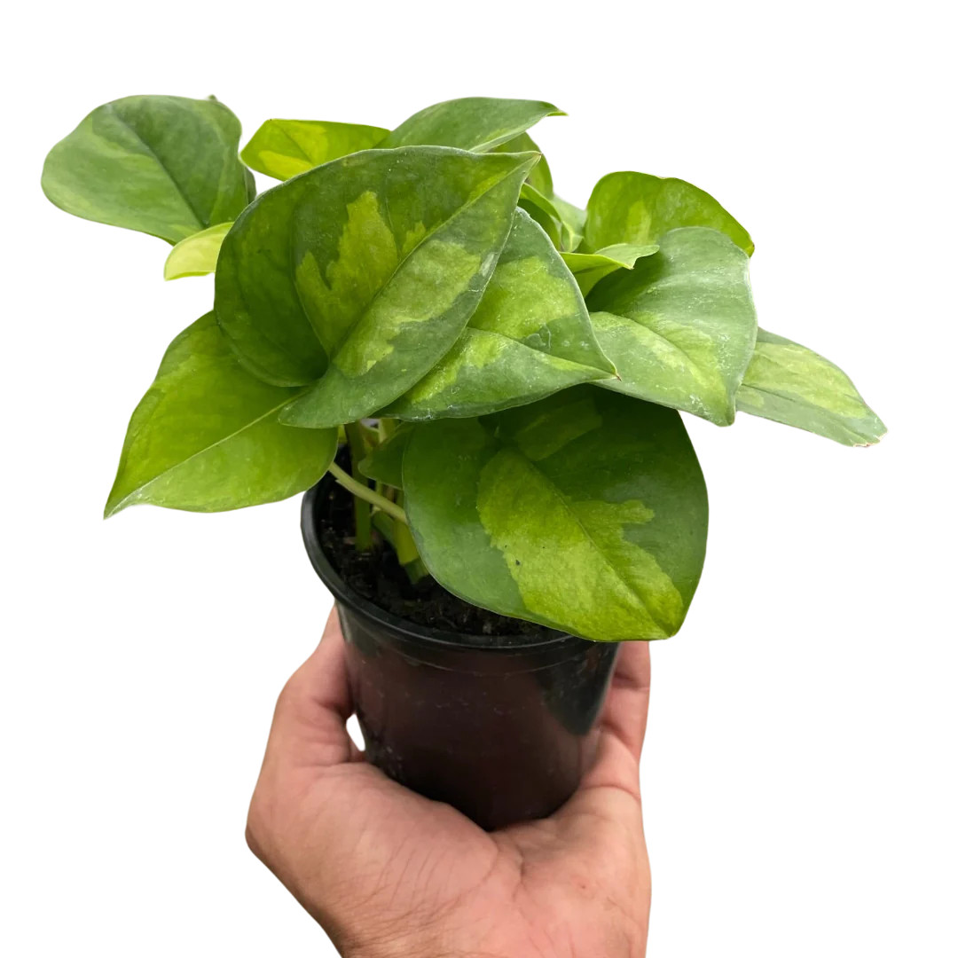 Houseplants - Types of Houseplants - Pothos - Mountain Crest Gardens