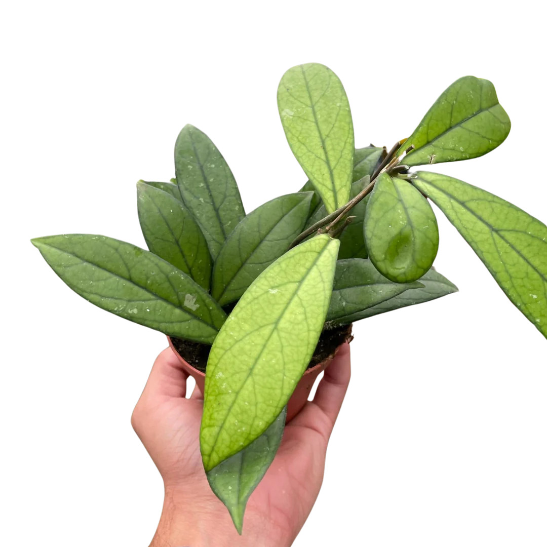 Houseplants - Types of Houseplants - Hoya Houseplants - Mountain Crest ...