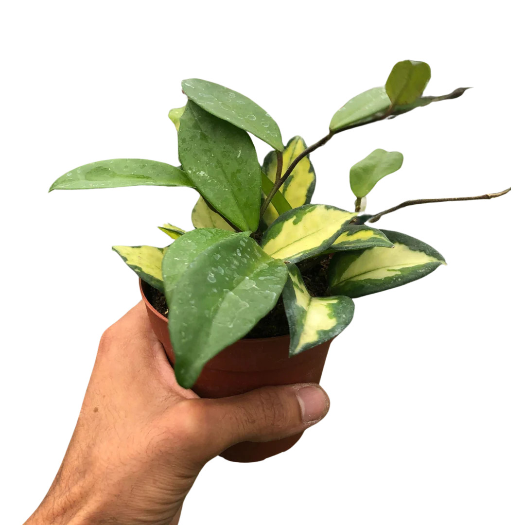 Houseplants - Types of Houseplants - Hoya Houseplants - Mountain Crest ...