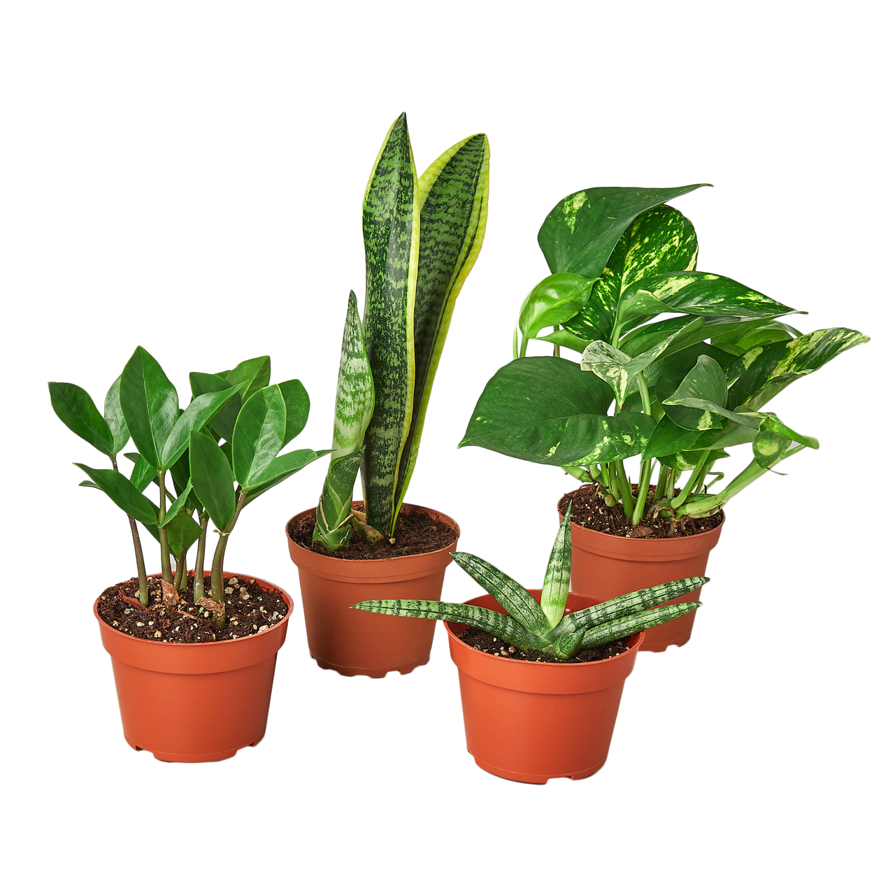 Houseplants - Easy to Grow Houseplants - Mountain Crest Gardens