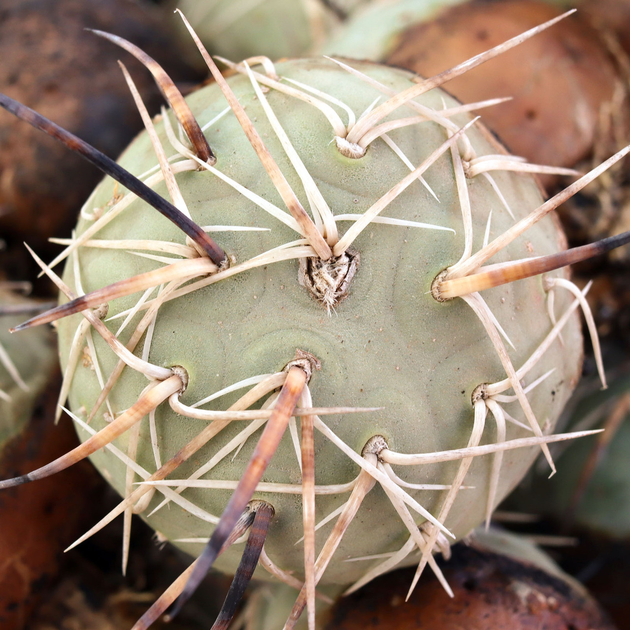 Cactus | Cactus Types | Buy Cactus Online