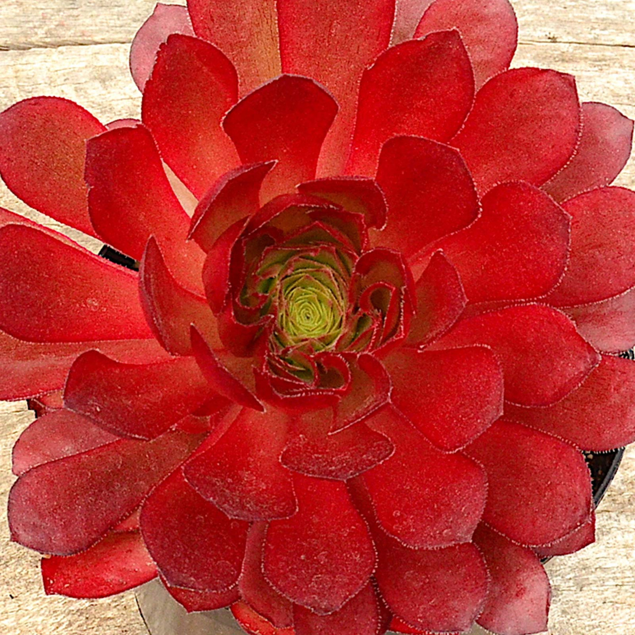 Rock Garden Succulents | Mountain Crest Gardens® - Page 2