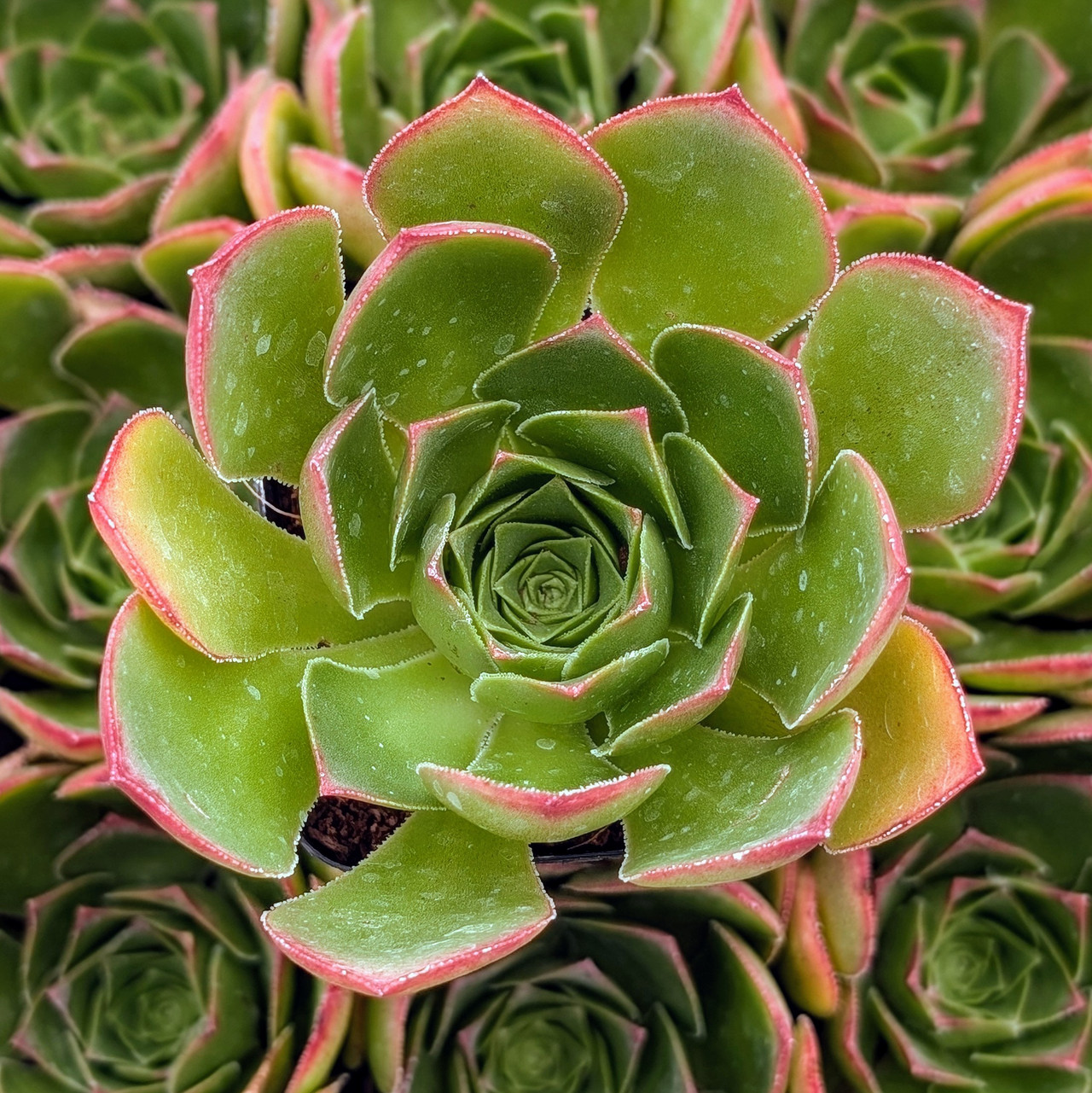 Aeonium for Sale Online | Mountain Crest Gardens®