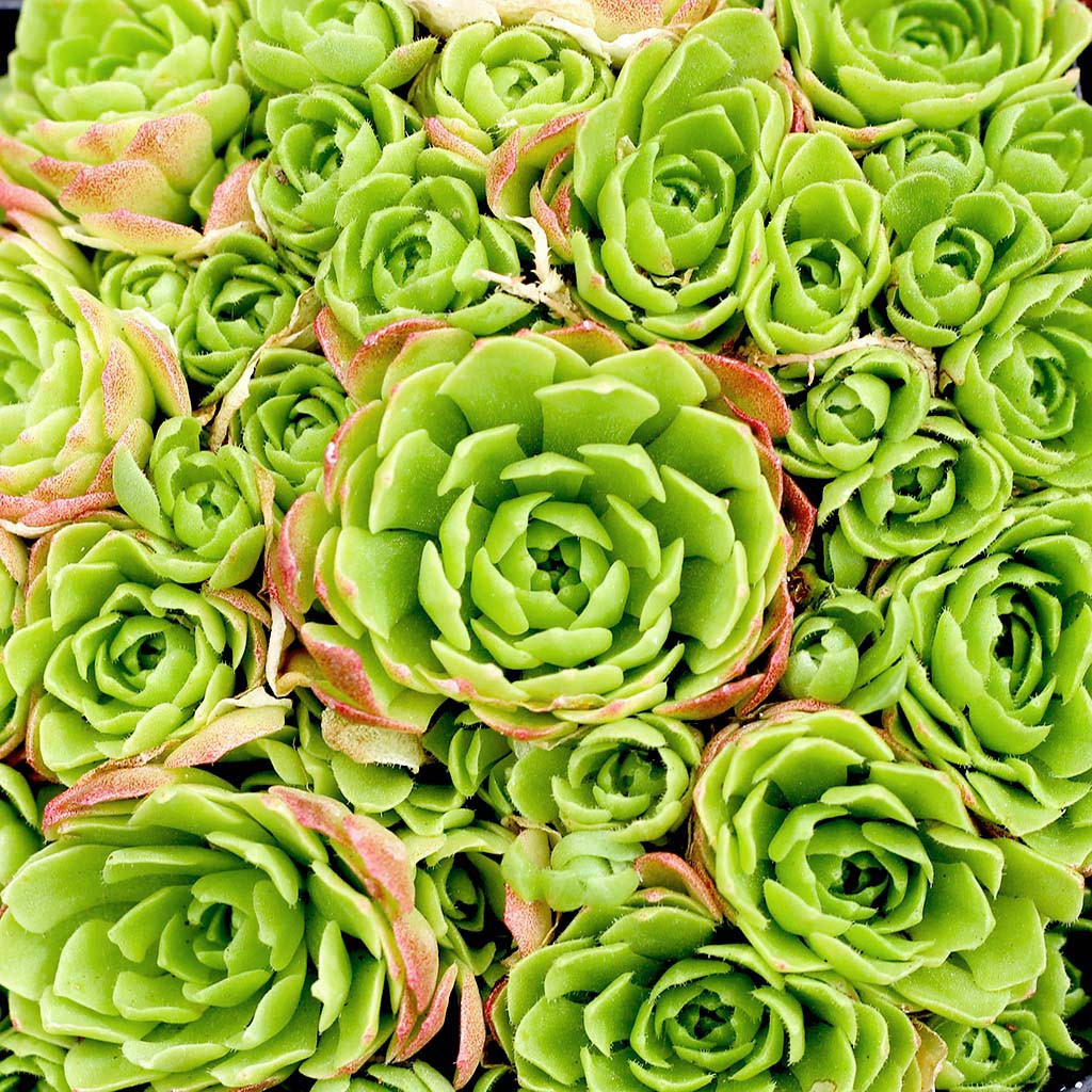 Mini Succulent Plants | Mountain Crest Gardens™