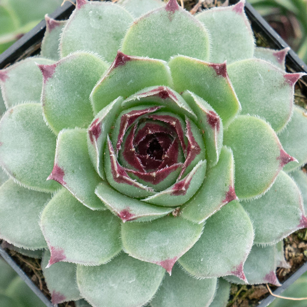 Hardy Succulents, Cold Tolerant Succulents | Mountain Crest Gardens®