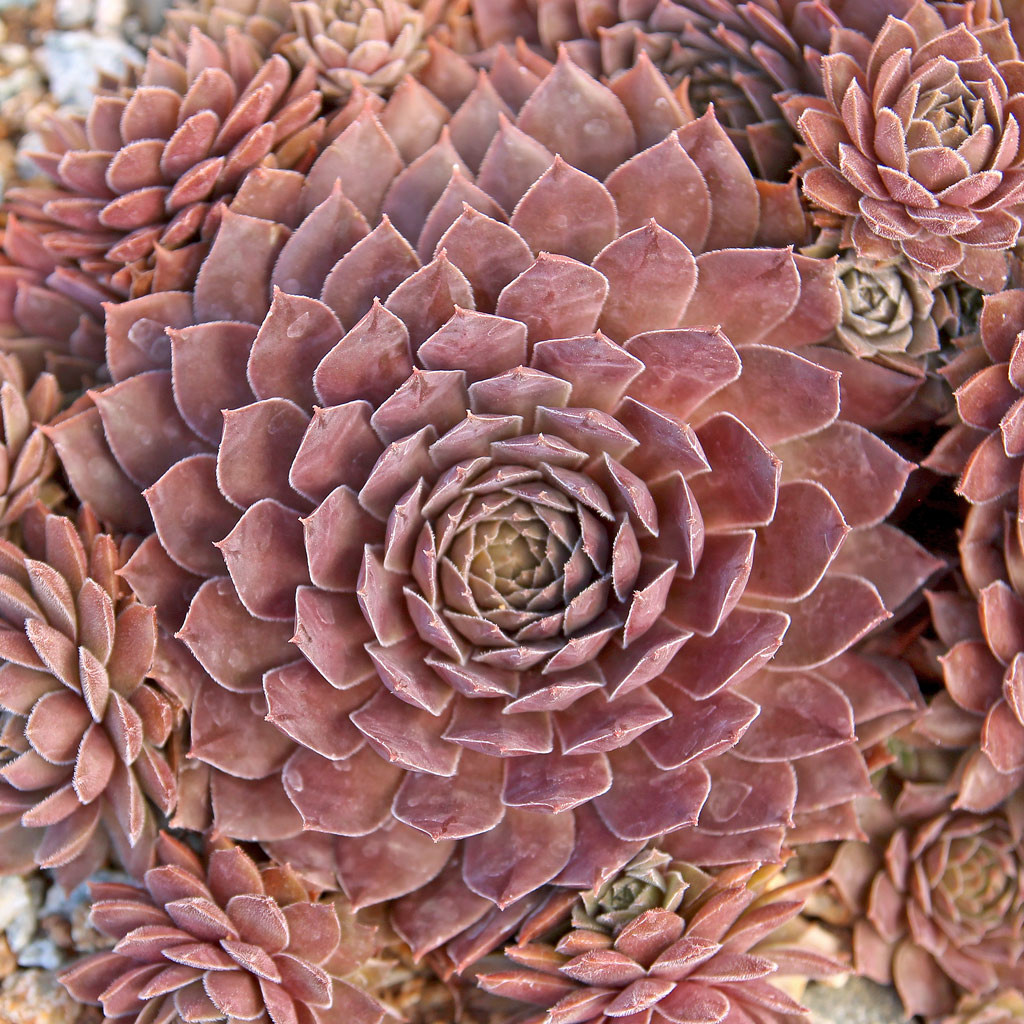 Sempervivum 'Legolas' - Mountain Crest Gardens