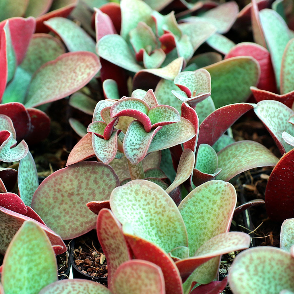 Crassula multicava Fairy Crassula | Mountain Crest Gardens®