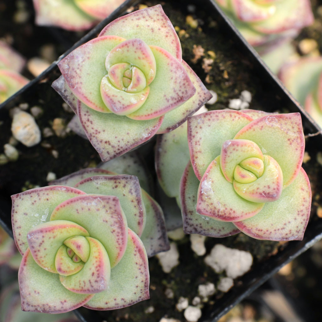Crassula perforata 'String of Buttons'