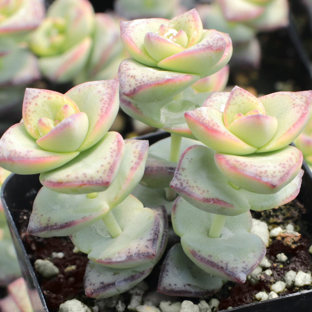 Crassula perforata 'String of Buttons'