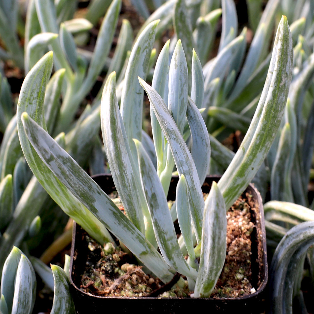Senecio mandraliscae - Blue Chalksticks - Mountain Crest Gardens