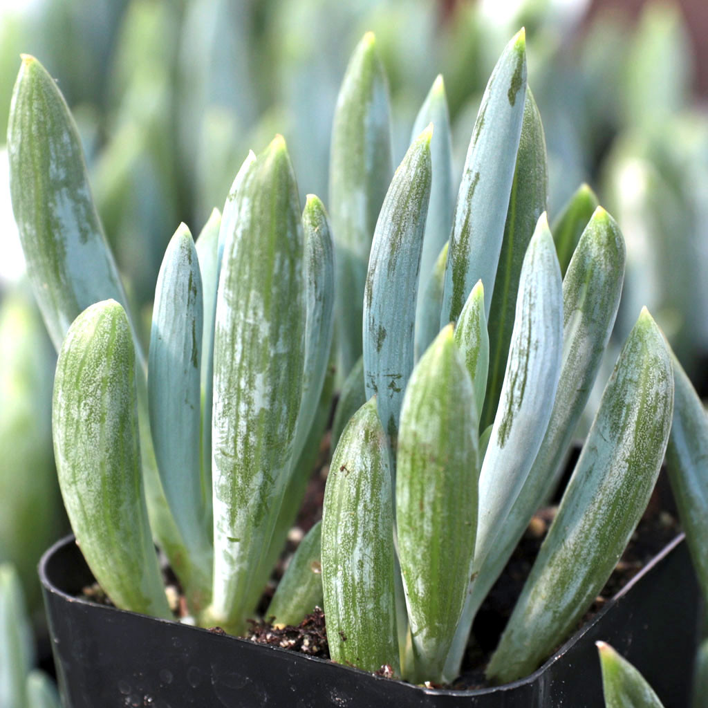 Senecio mandraliscae - Blue Chalksticks - Mountain Crest Gardens