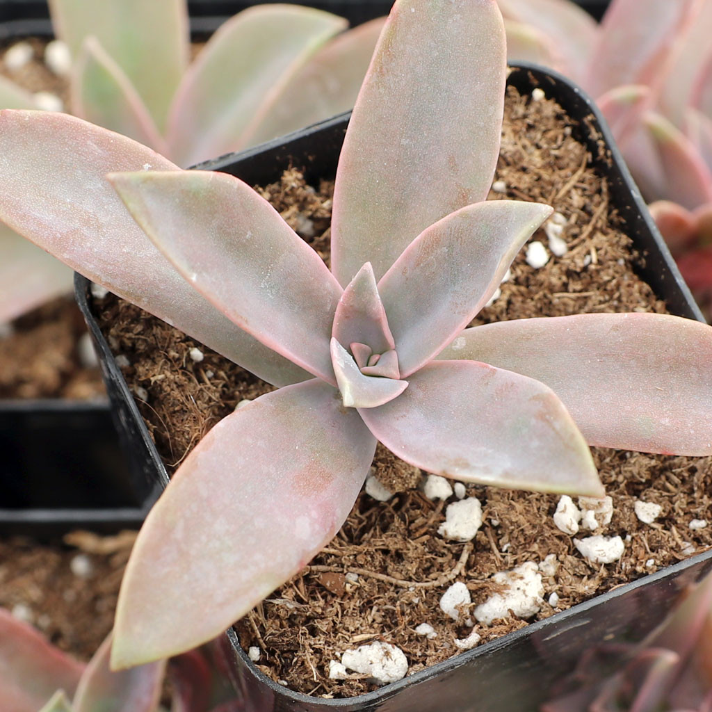 Graptoveria 'Fred Ives' - Mountain Crest Gardens