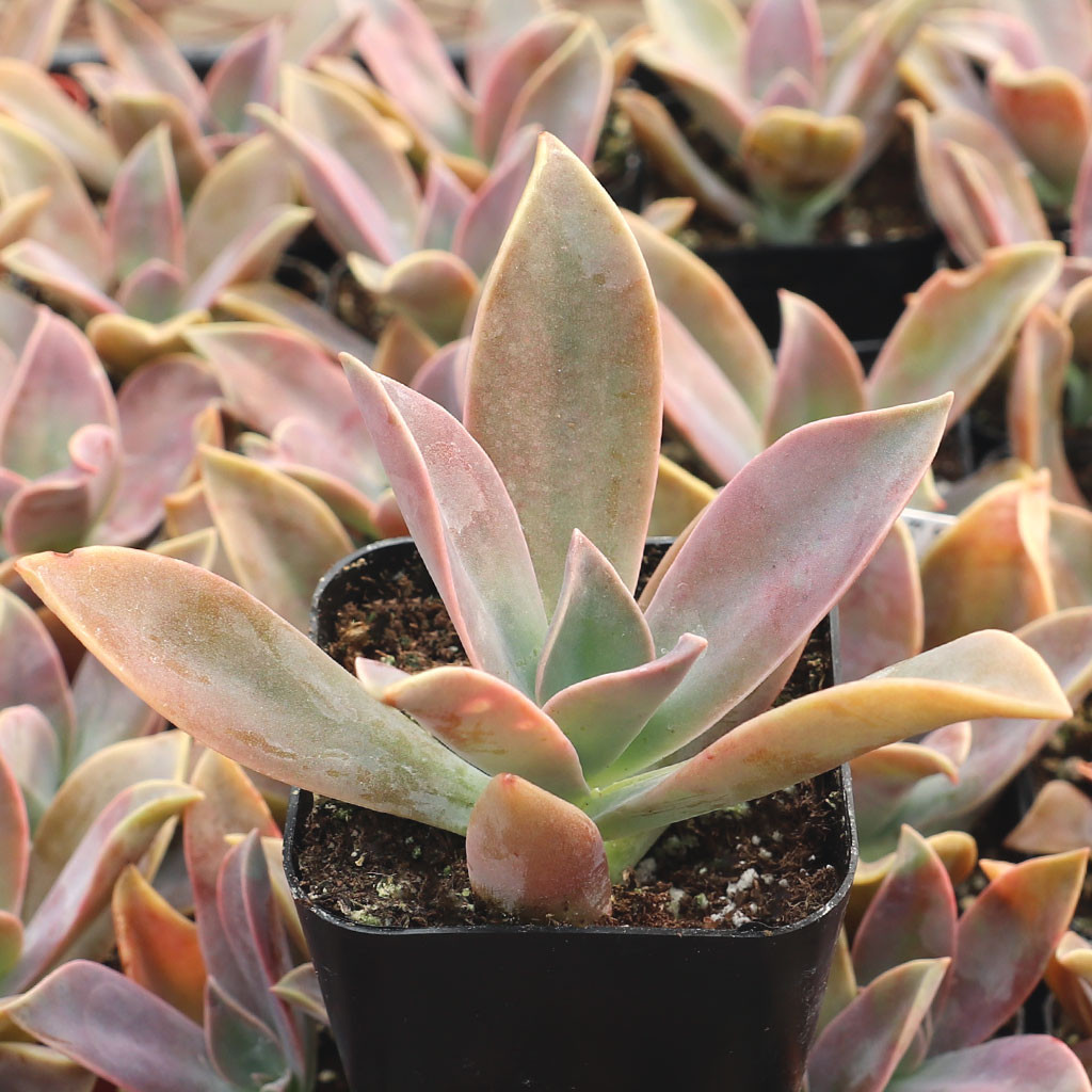 Graptoveria 'Fred Ives' [limited] - Mountain Crest Gardens