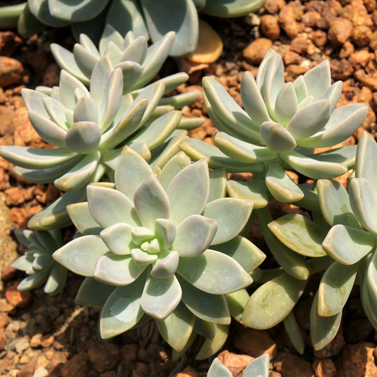 Ghost Plant - Graptopetalum paraguayense | MCG™