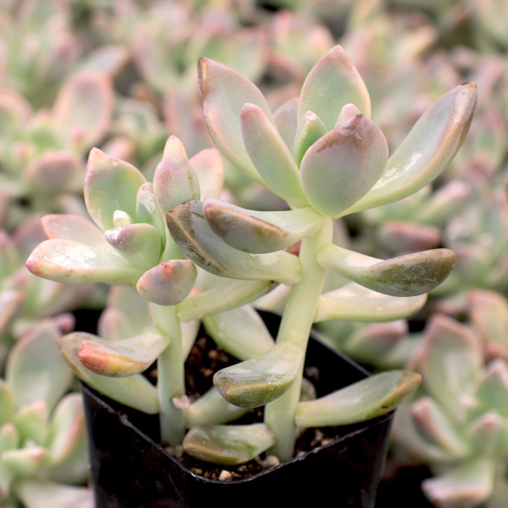Ghost Plant - Graptopetalum paraguayense | MCG™