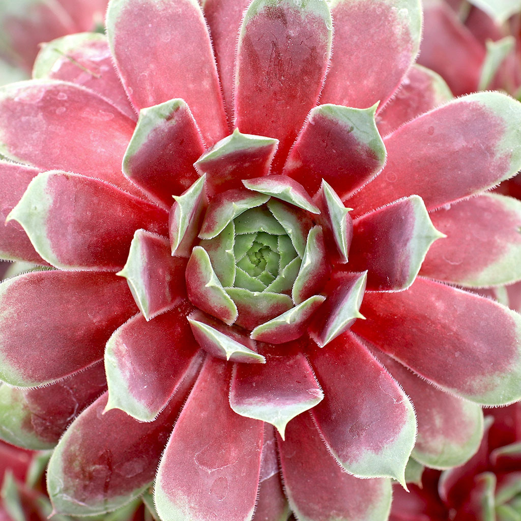 Ruby Heart - Sempervivum (Hens and Chicks)
